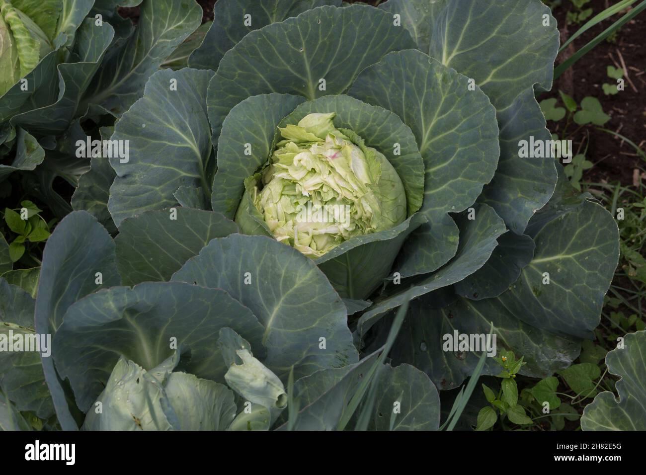 a cabbage eaten by wild rodents in the organic garden Stock Photo - Alamy