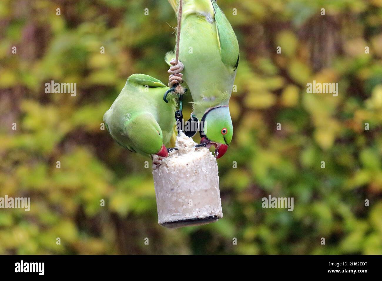Parakeets on bird feeder hi-res stock photography and images - Alamy