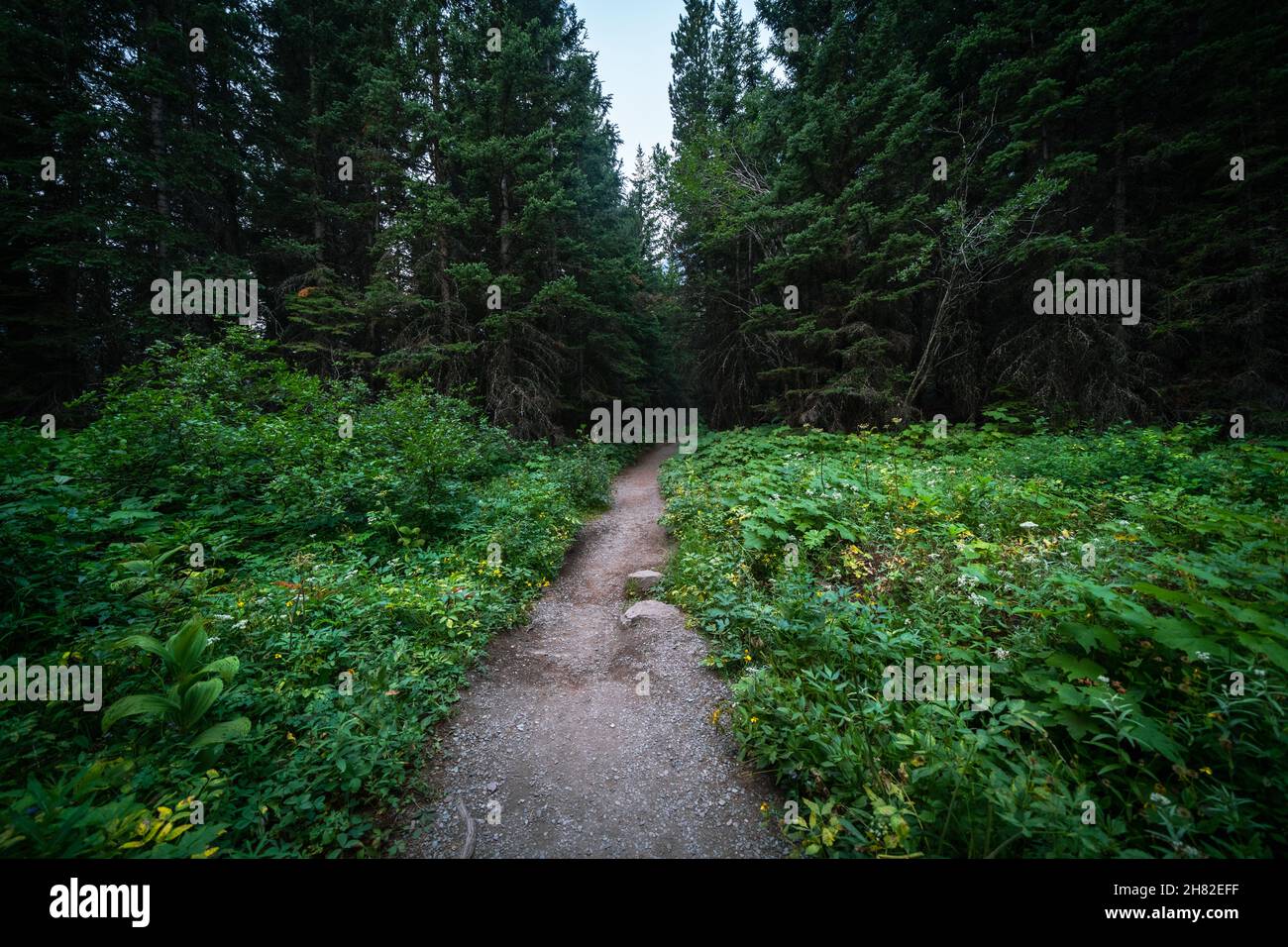 Flat trail through the forest along the Swiftcurrent Lake trail in ...