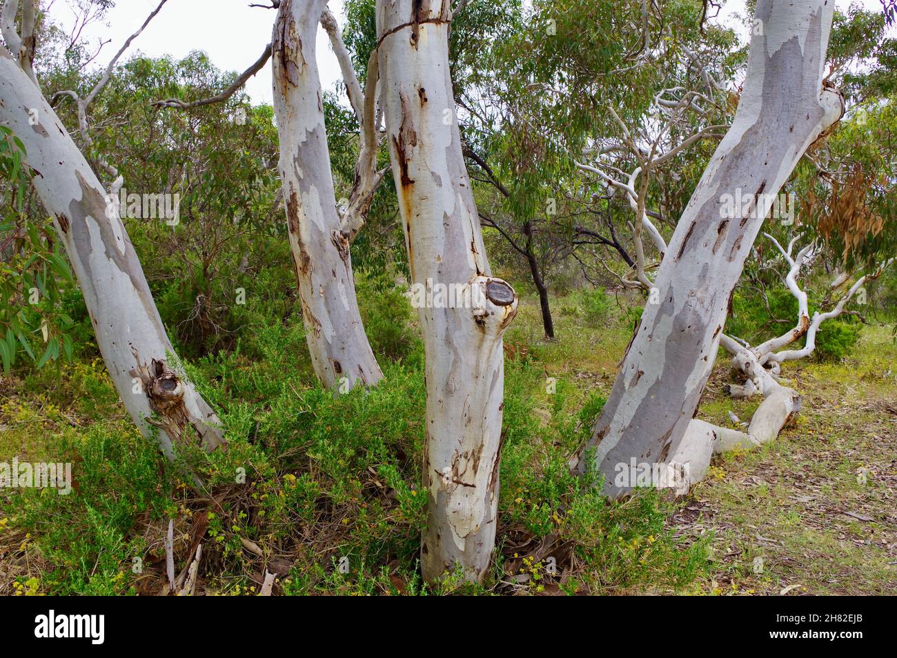 Mallee scrub hi-res stock photography and images - Alamy