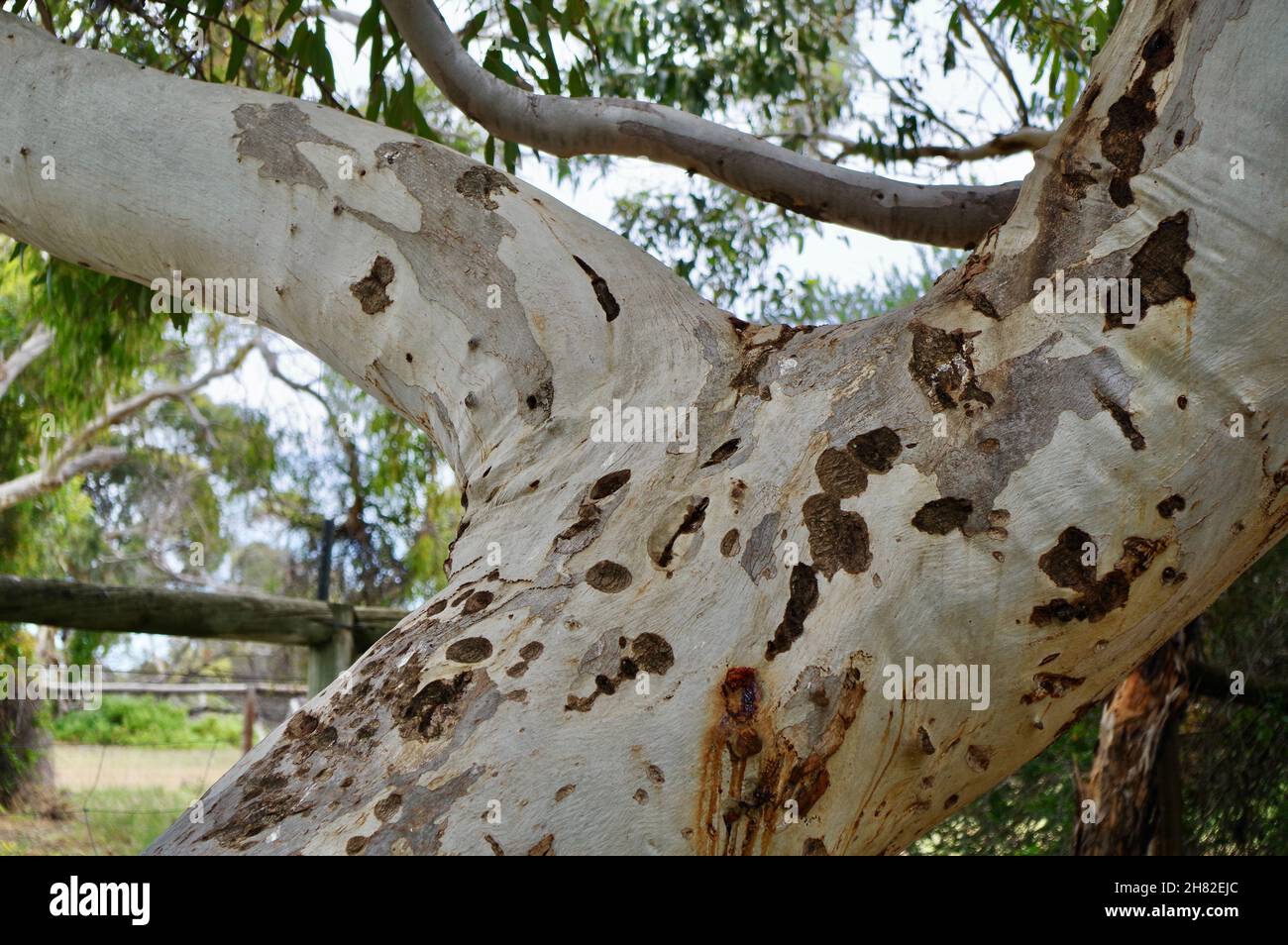 Spotted gum tree hi-res stock photography and images - Alamy