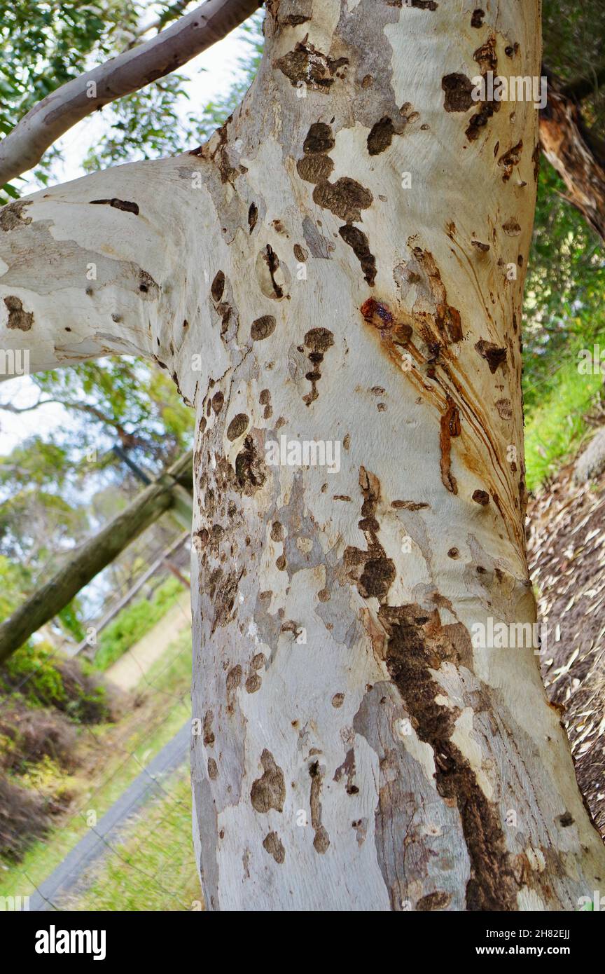 Spotted gum hi-res stock photography and images - Alamy