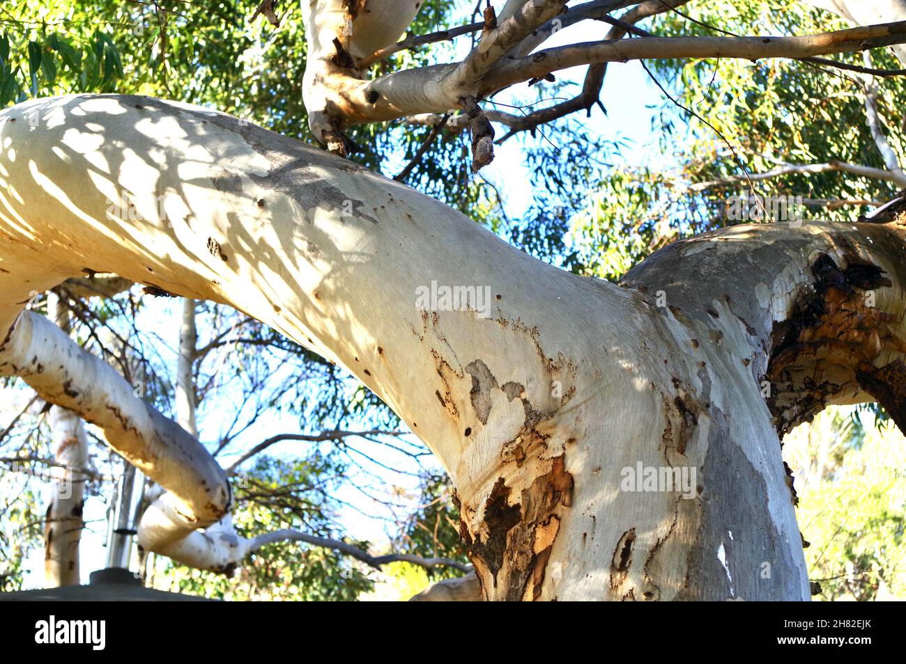Spotted gum hi-res stock photography and images - Alamy