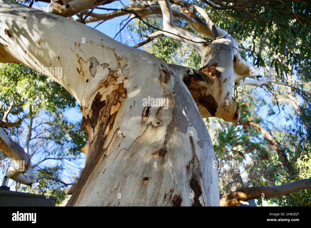 Spotted gum tree hi-res stock photography and images - Alamy