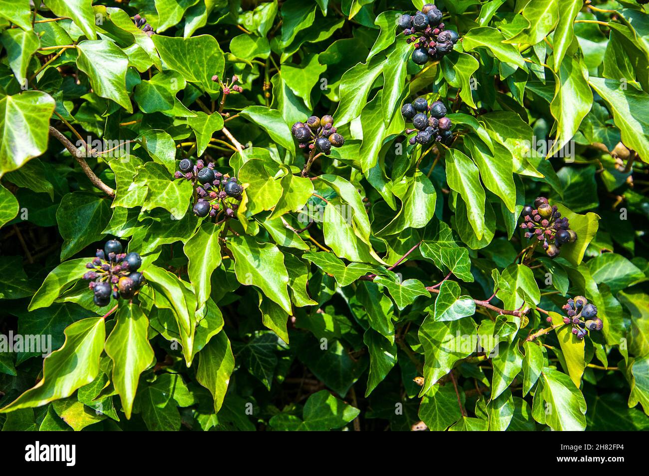 Invasive ivy on wall in the gardens of the ruins of Whalley Abbey in ...