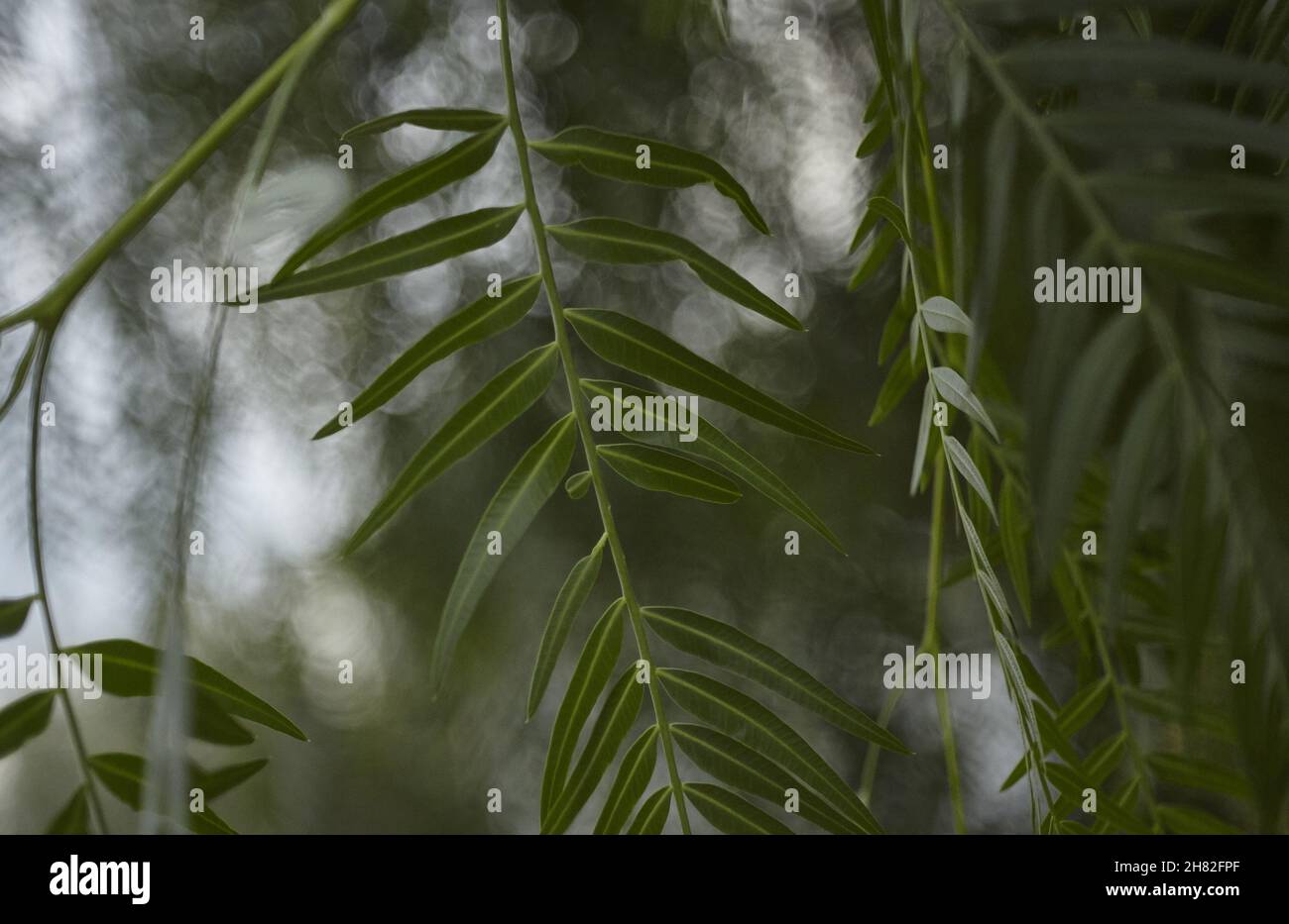 Elongated shape hi-res stock photography and images - Alamy