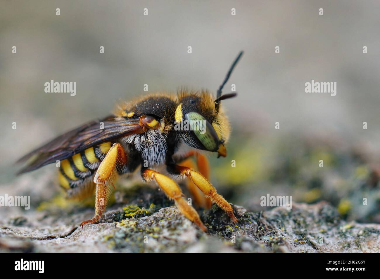 Oblongatum hi-res stock photography and images - Alamy