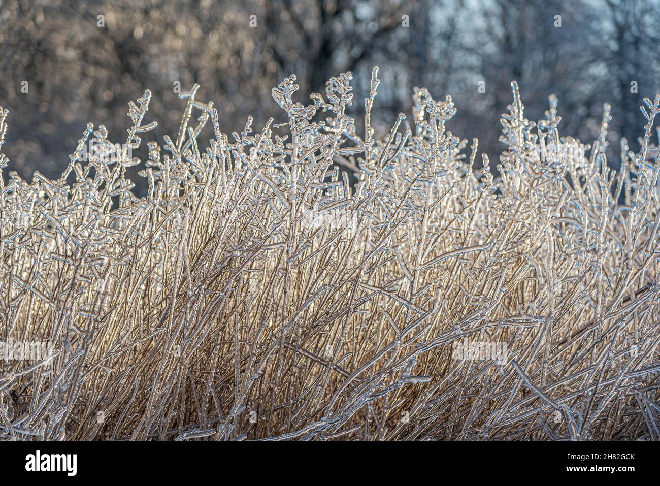 Dry grass blades, encased in ice after a freezing rain storm Stock ...