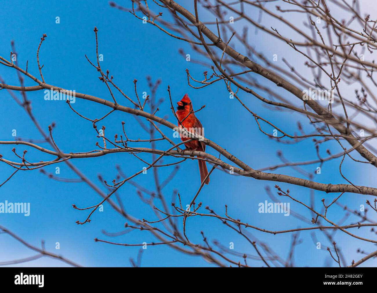 Male scarlet crown hi-res stock photography and images - Alamy