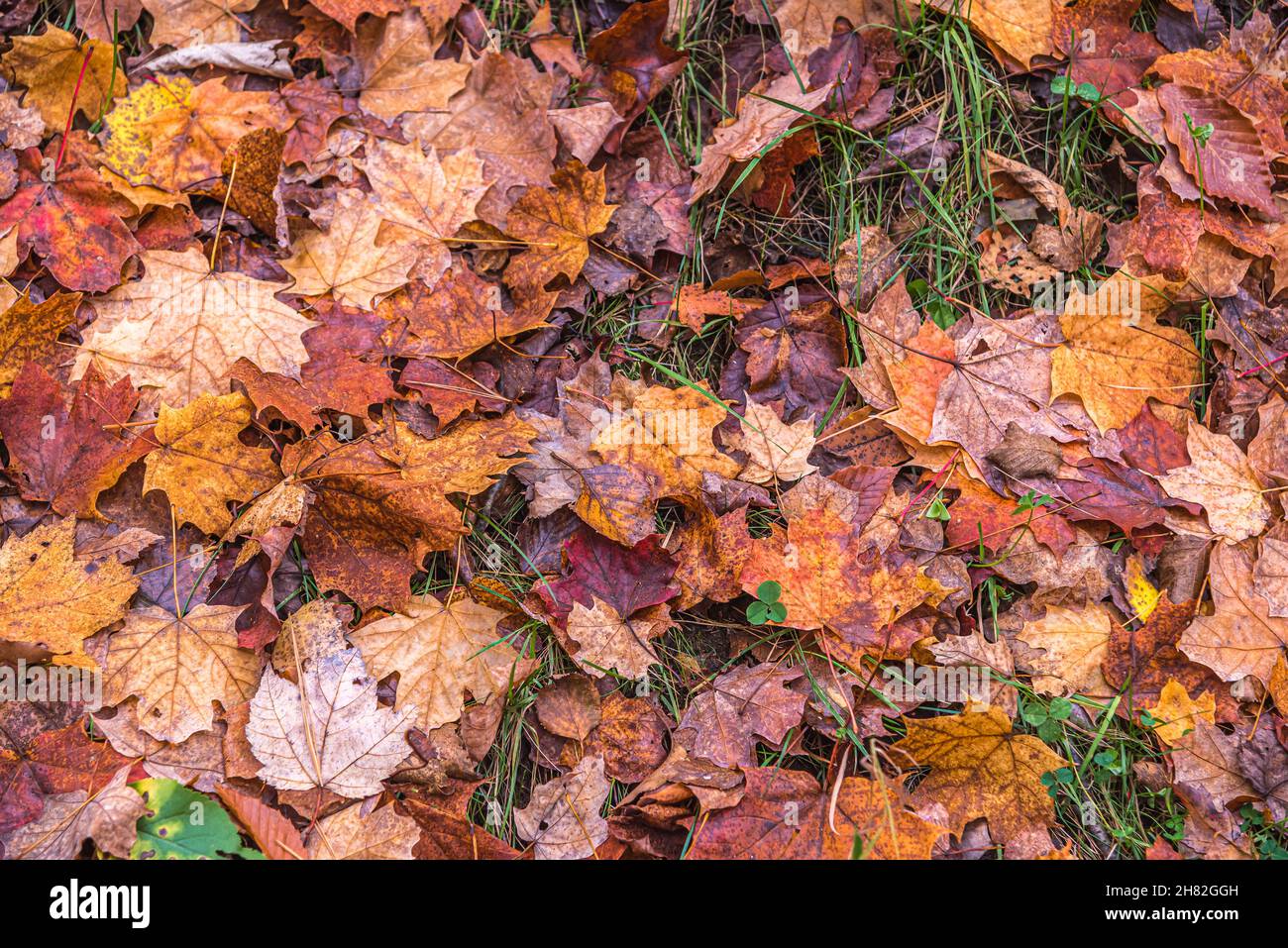 Trees and leaves in Canada forest at fall time Stock Photo - Alamy