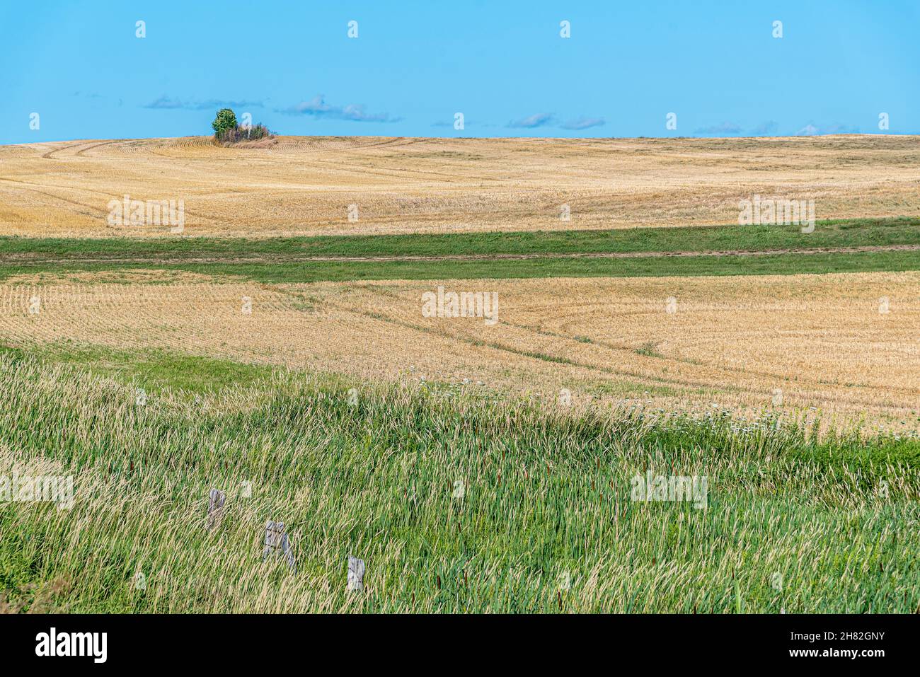 Yellow farm field at fall under blue sky with white clouds in Ontario ...