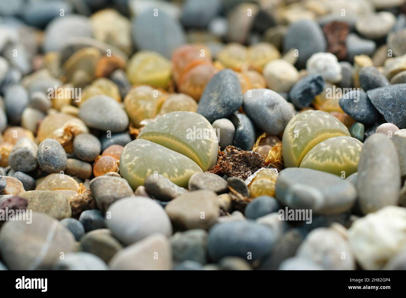 Closeup on some green colored South African living stones Lithops ...