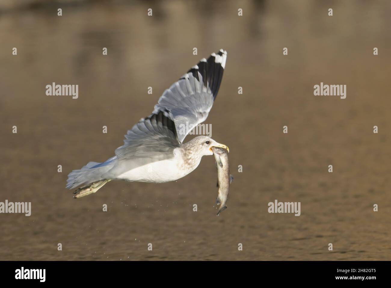 A seagull flies off from the water after catching a fish in north Idaho ...