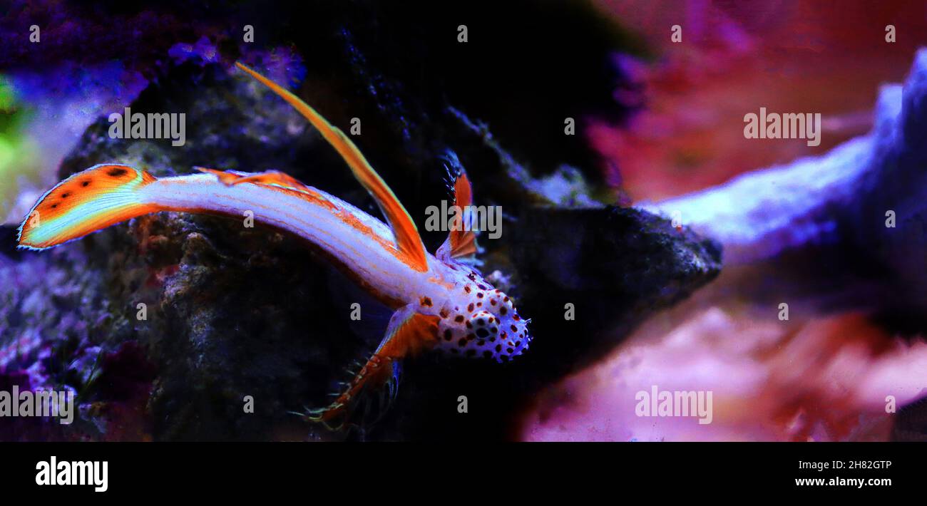 Flaming Prawn Goby - Discordipinna griessingeri Stock Photo - Alamy