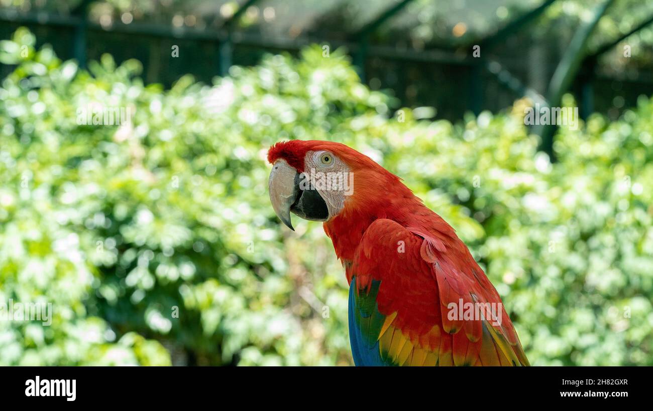 Red macaw in captivity Stock Photo - Alamy