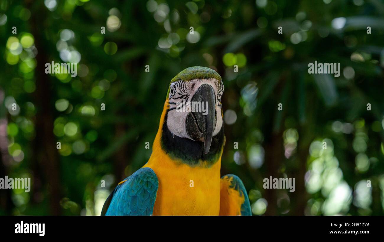 Macaw bird. Yellow in captivity. Scientific name: Ara ararauna Stock ...