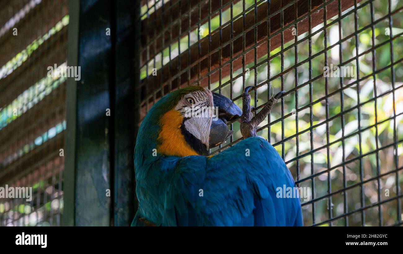 Macaw bird. Yellow in captivity. Scientific name: Ara ararauna Stock ...