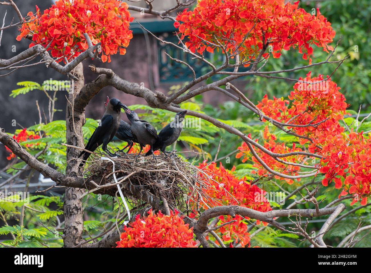 House crow (Corvus splendens) bird feeding baby and juvenile birds in ...