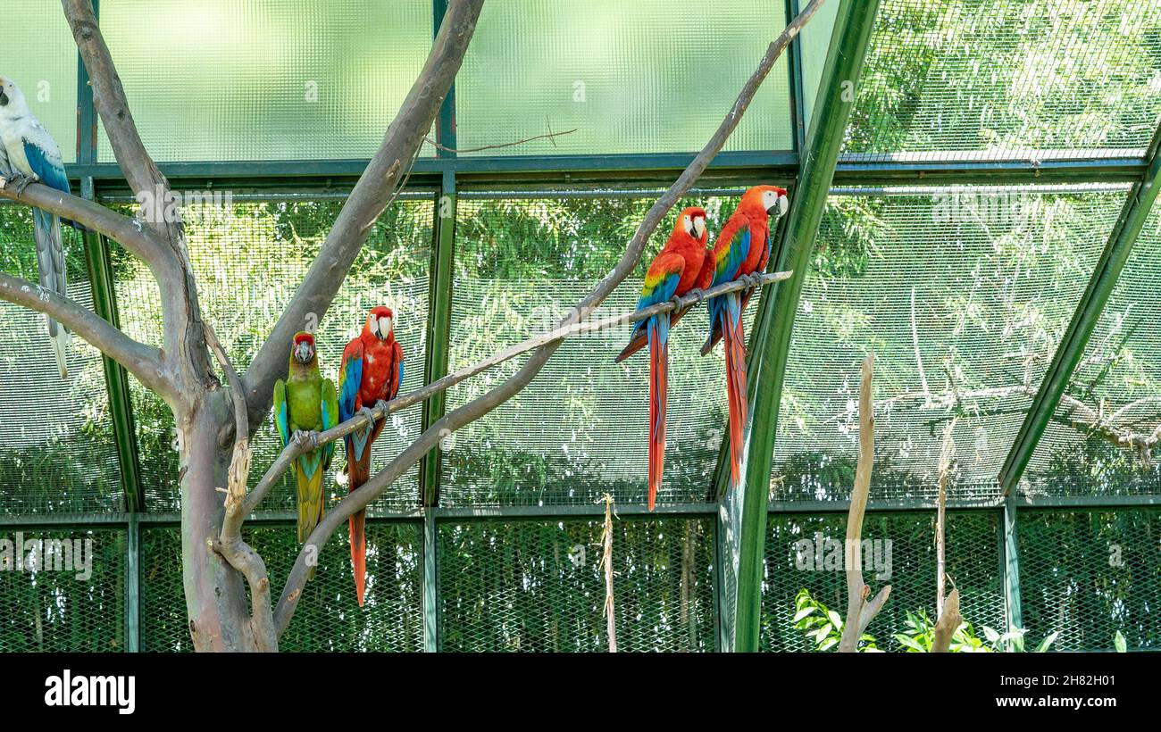 Group of parrots, parrots and macaws on a tree in captivity Stock Photo ...