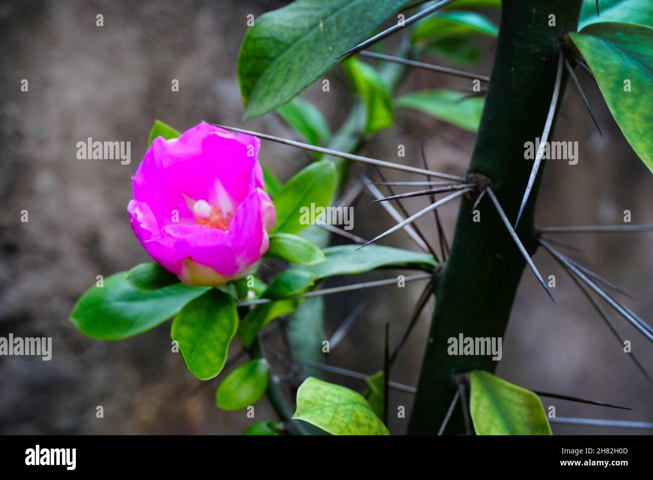 Purple color Lobivia winteriana , Cactus flower growing up in a garden ...