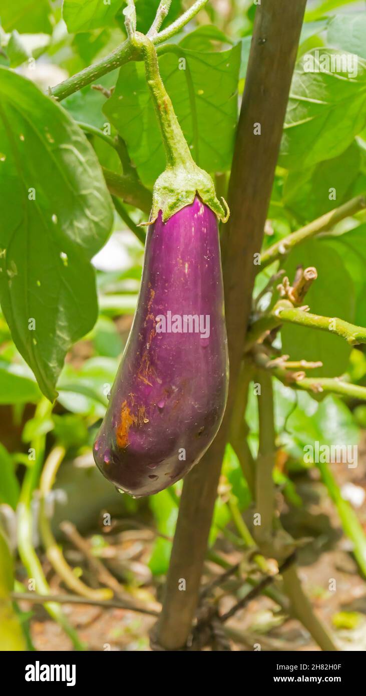 Begun or Brinjal hanging from brinjal tree, Solanum melongena. Howrah ...