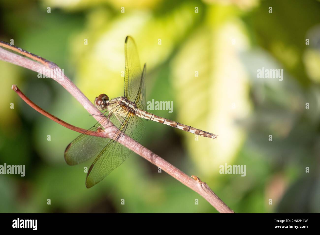 Flyilng hi-res stock photography and images - Alamy