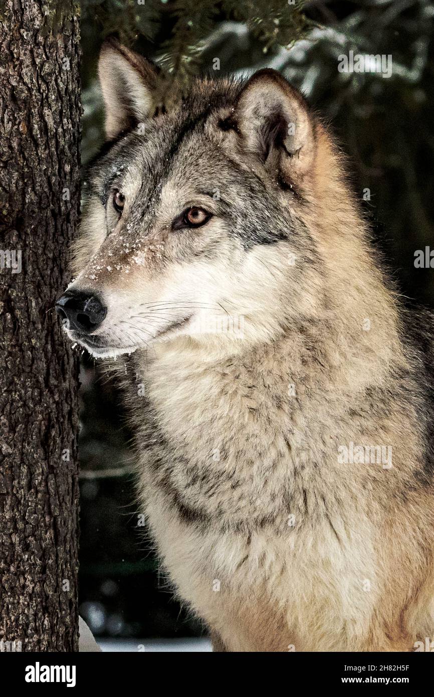 Arctic wolf hunting hi-res stock photography and images - Alamy