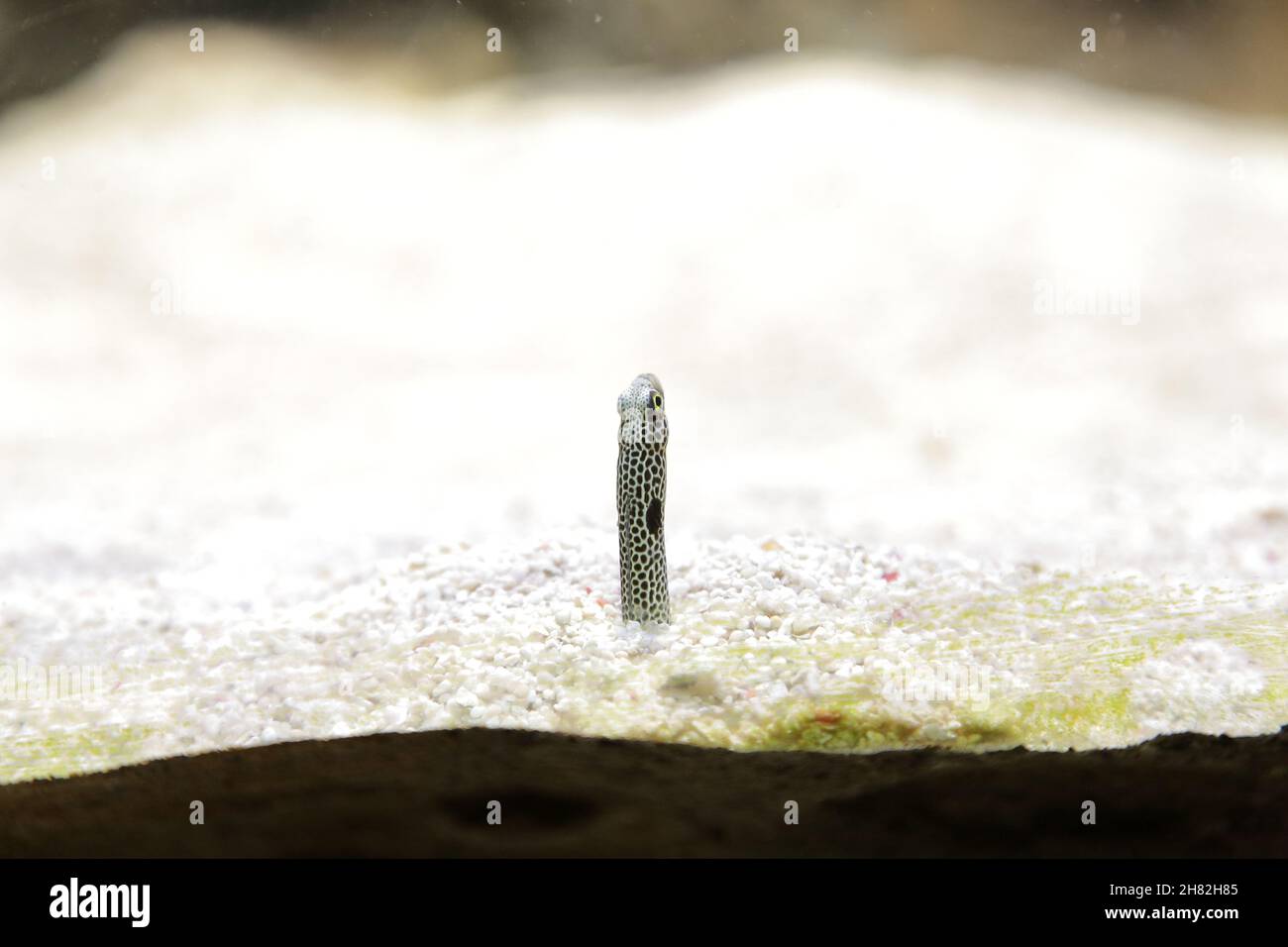 Spotted garden eel heteroconger hassi hi-res stock photography and ...