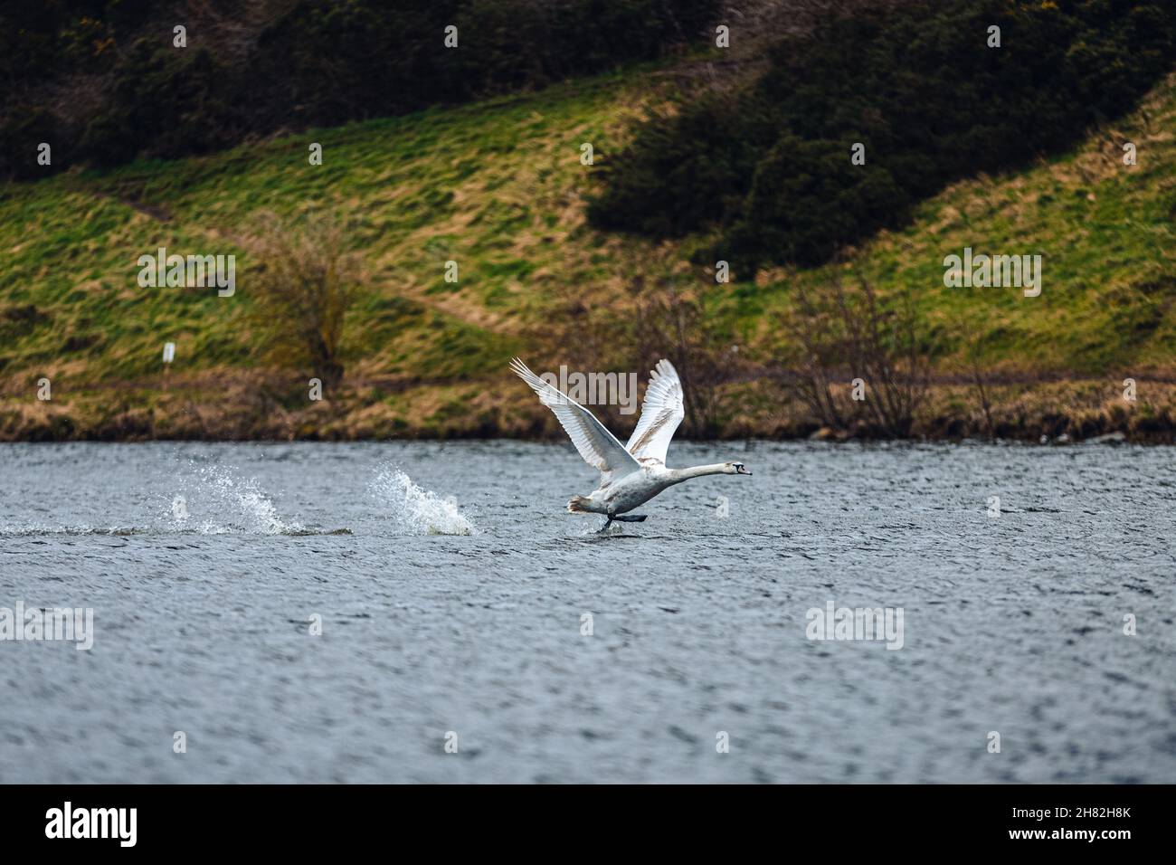 Beautiful view of a lake and a bird Stock Photo - Alamy