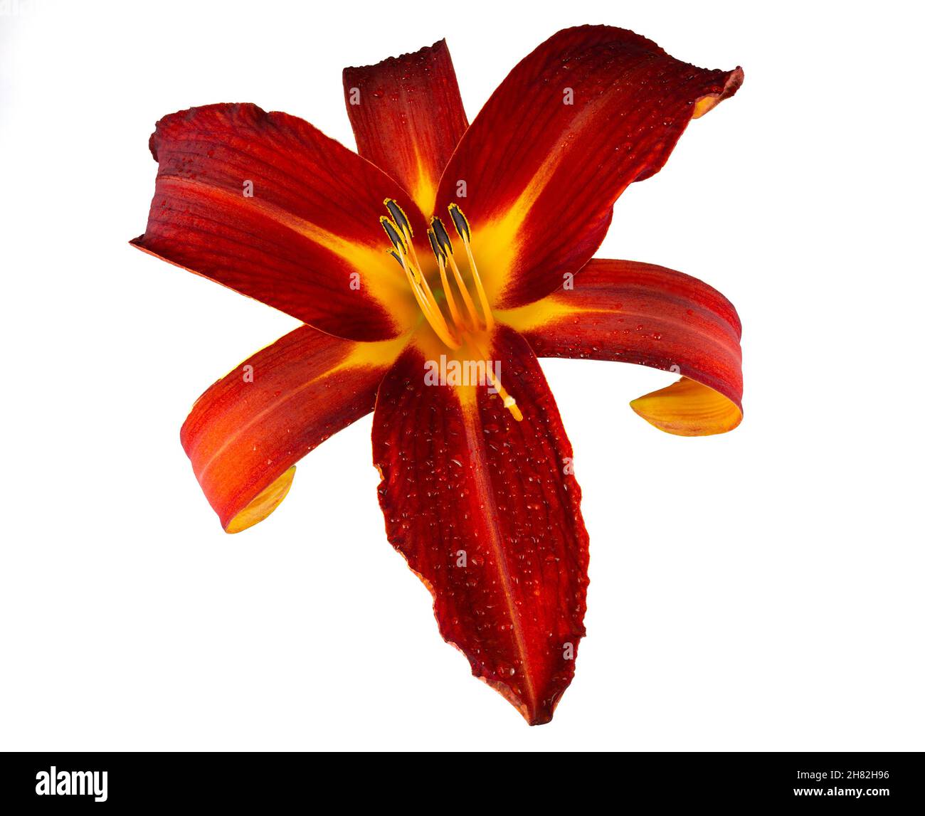 Image of a Ruby Spider Daylily bloom, Hemerocallis, isolated on white ...