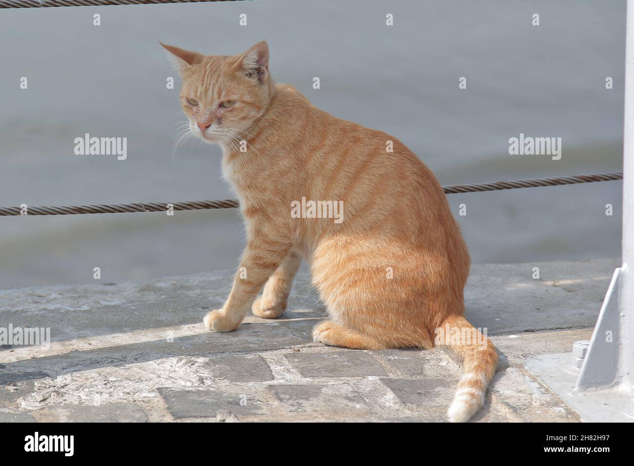 Cute domestic cat outdoor close hi-res stock photography and images - Alamy