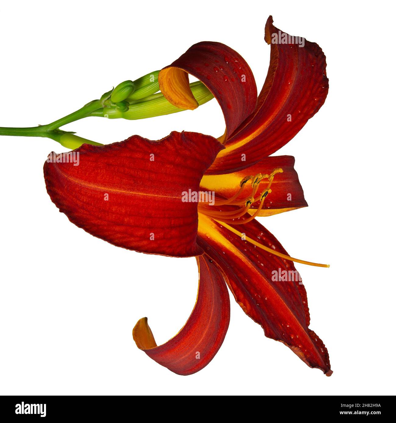 Image of a Ruby Spider Daylily bloom, Hemerocallis, isolated on white ...
