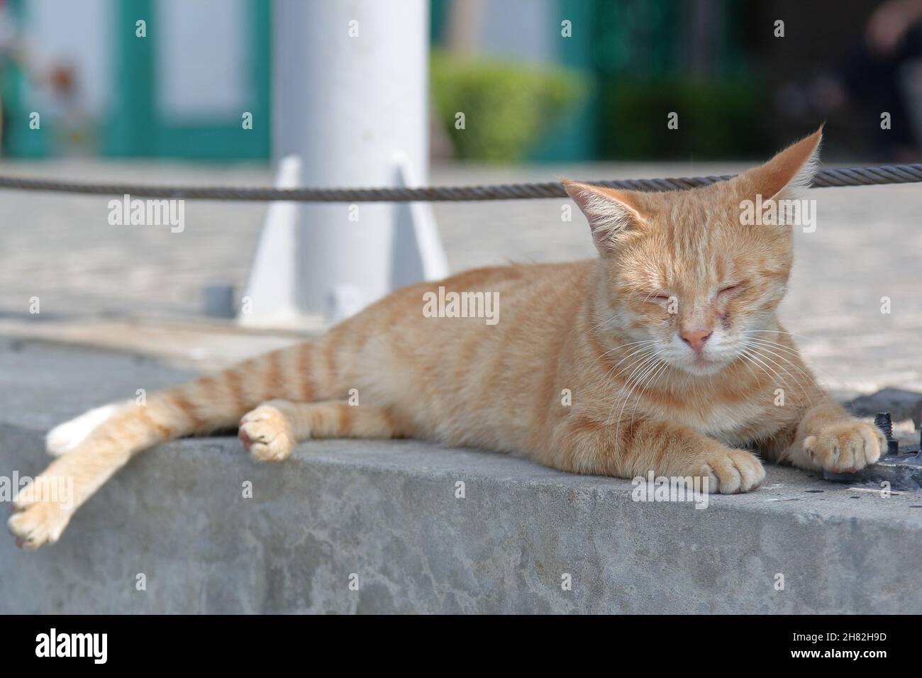 Cute domestic cat outdoor close hi-res stock photography and images - Alamy