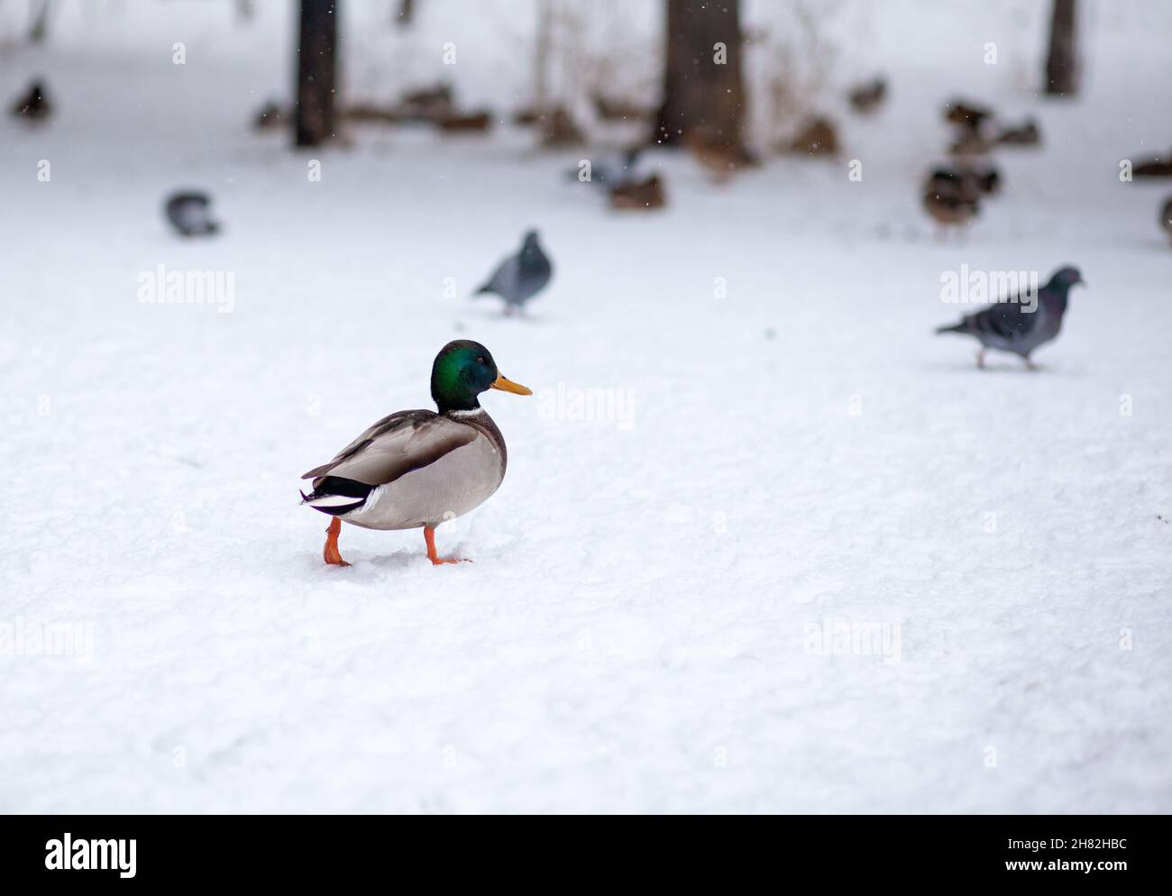 Winter portrait of a duck in a winter public park. Duck birds are ...