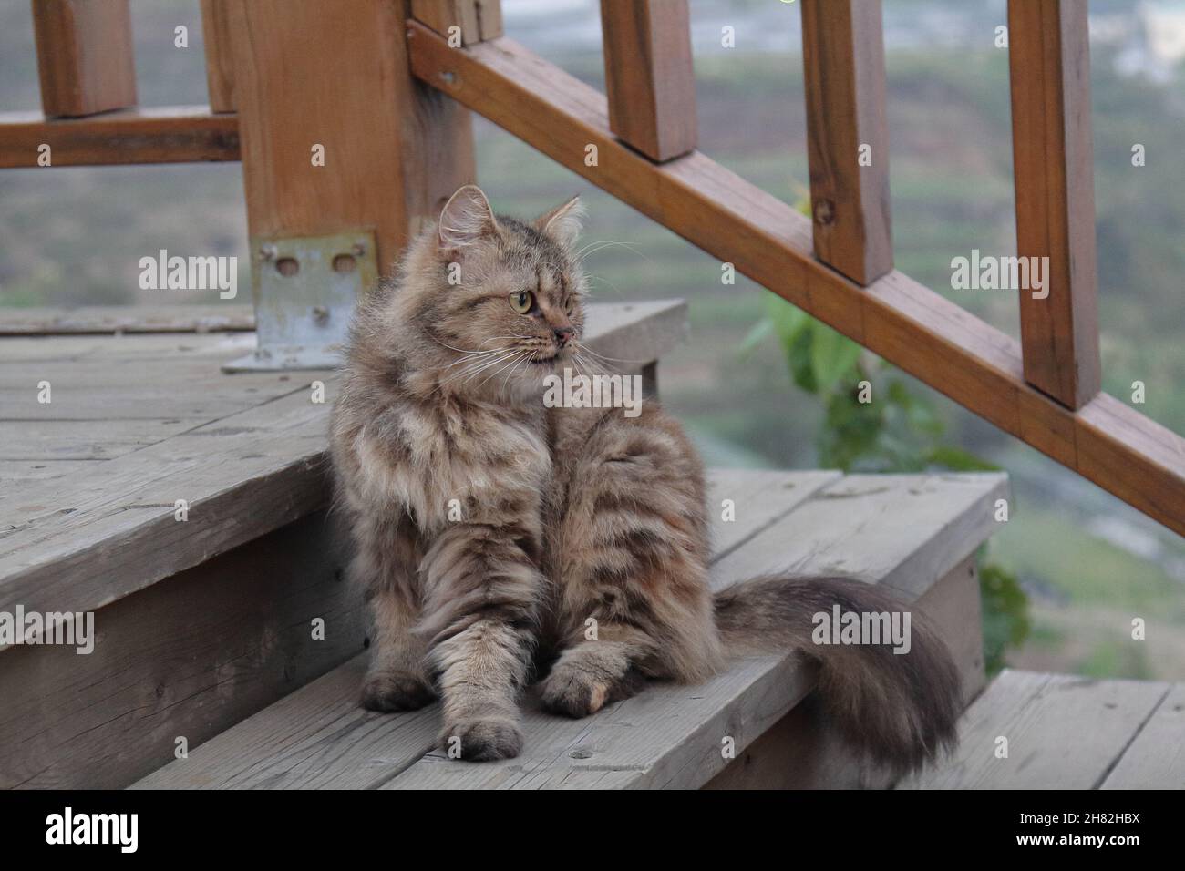 a cute cat rest outdoor on a stair Stock Photo - Alamy