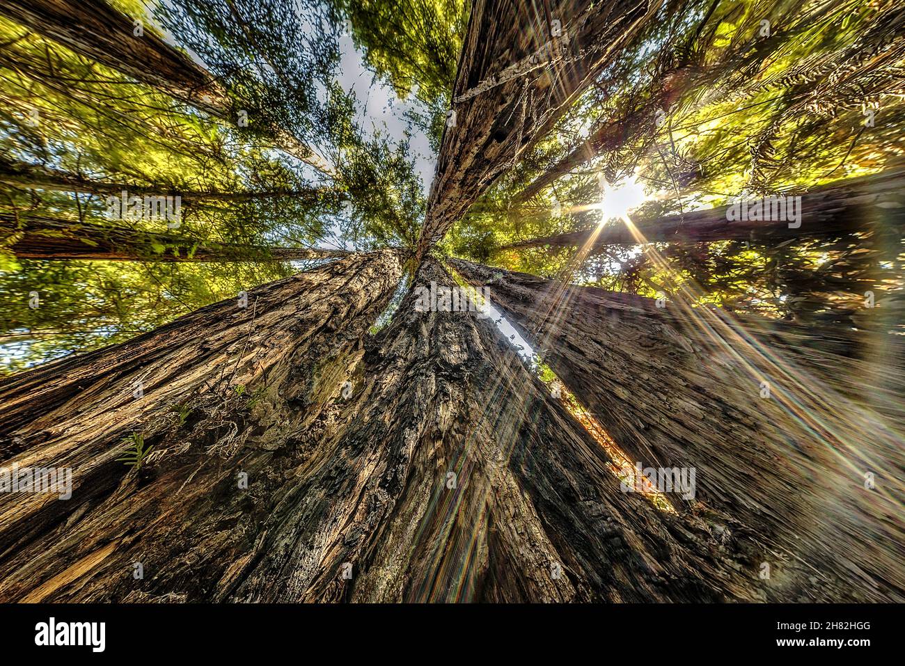 Low angle shot of tall trees with green foliage backlit by sunshine ...