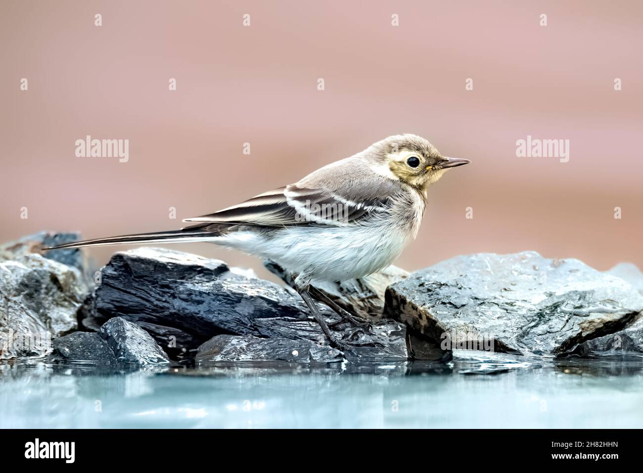 Young gray wagtail hi-res stock photography and images - Alamy