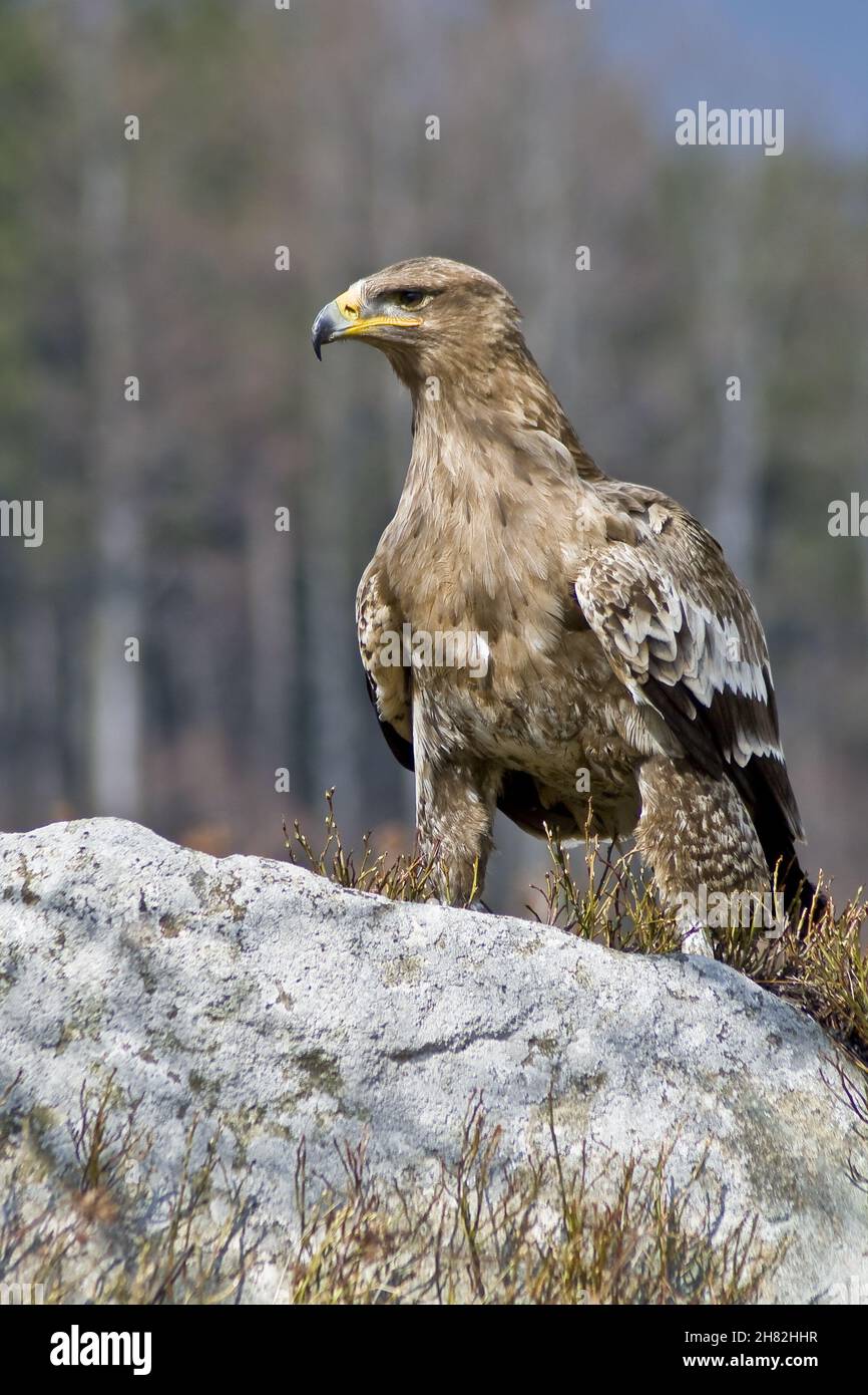 Vertical shot of a steppe eagle standing on the stone with a blurred ...