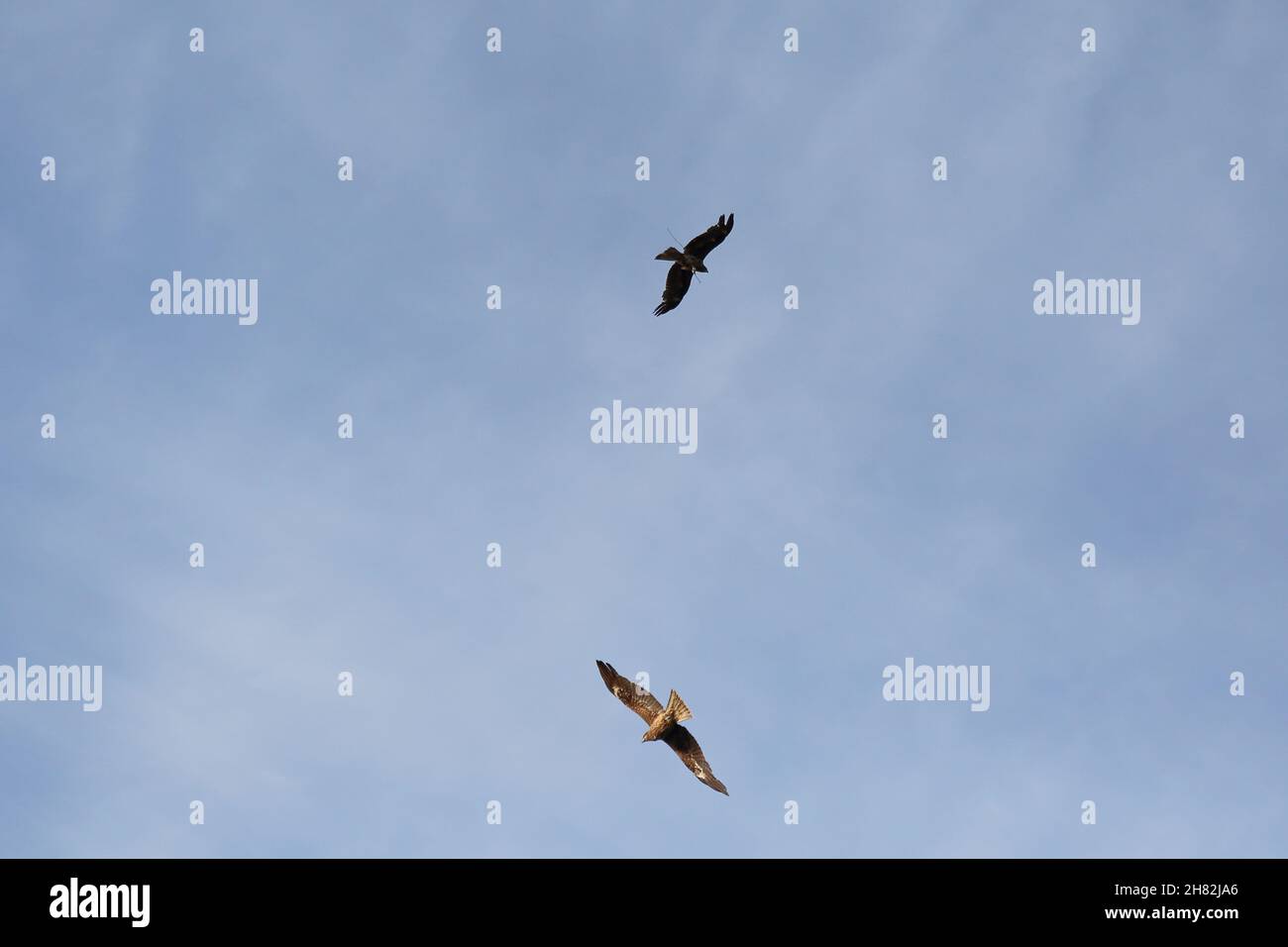 Flying eagle in blue sky hi-res stock photography and images - Alamy
