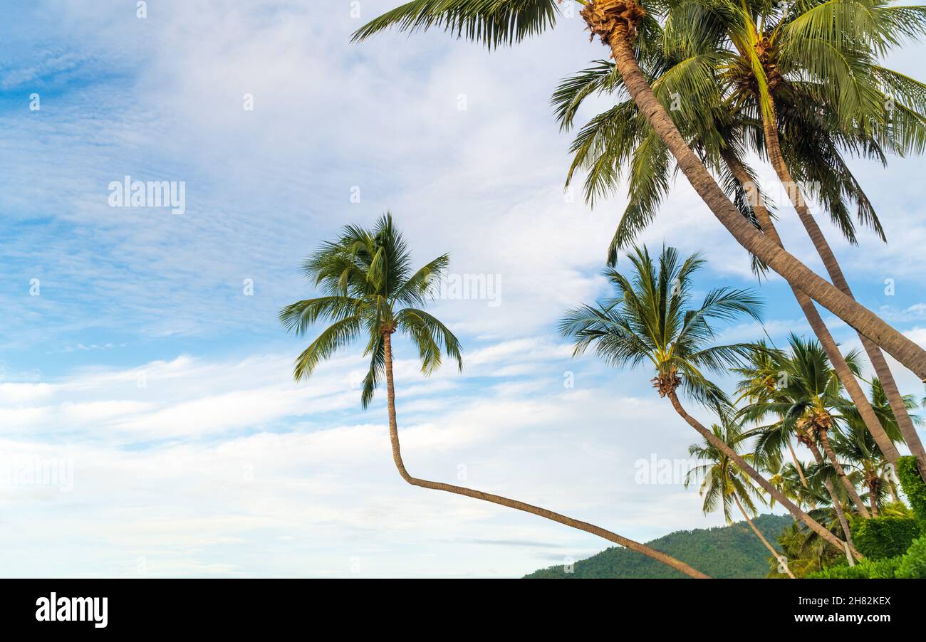 Tropical beach with coconut trees. Koh Samui, Thailand Stock Photo - Alamy