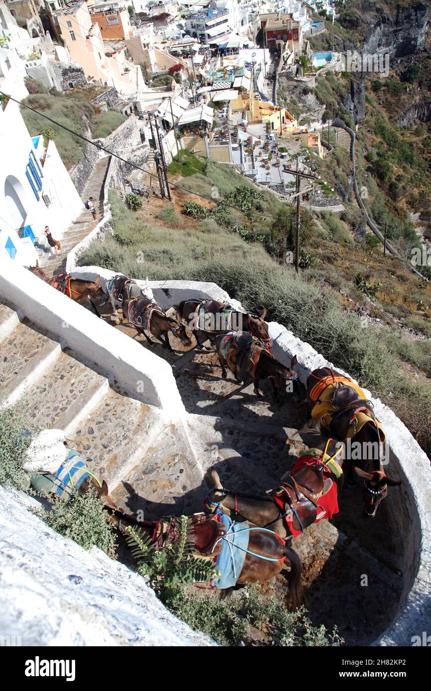 Horses carrying stuff from Santorini Harbor to Fira Town in Santorini ...