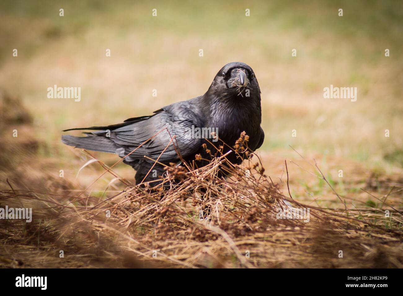 Common thatch grass hi-res stock photography and images - Alamy