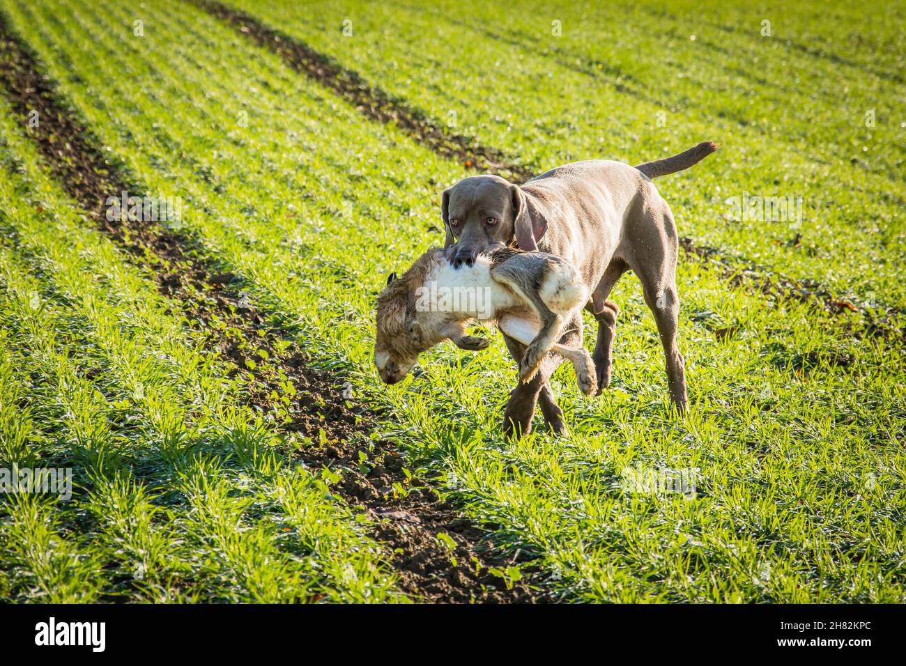 Dead dog hi-res stock photography and images - Alamy