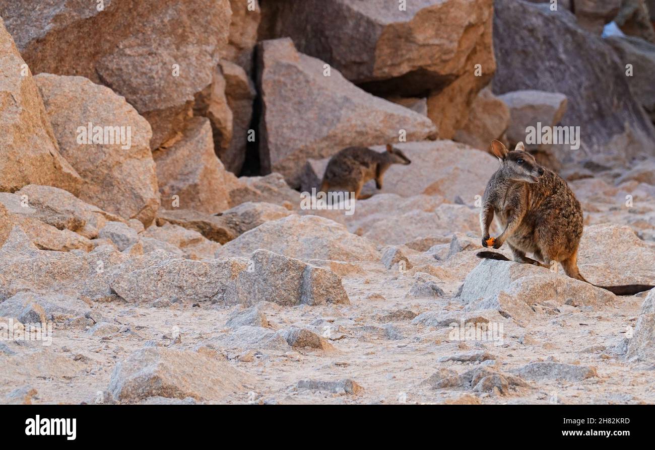 Rock Wallabies on Magnetic Island, Queensland, Australia Stock Photo ...