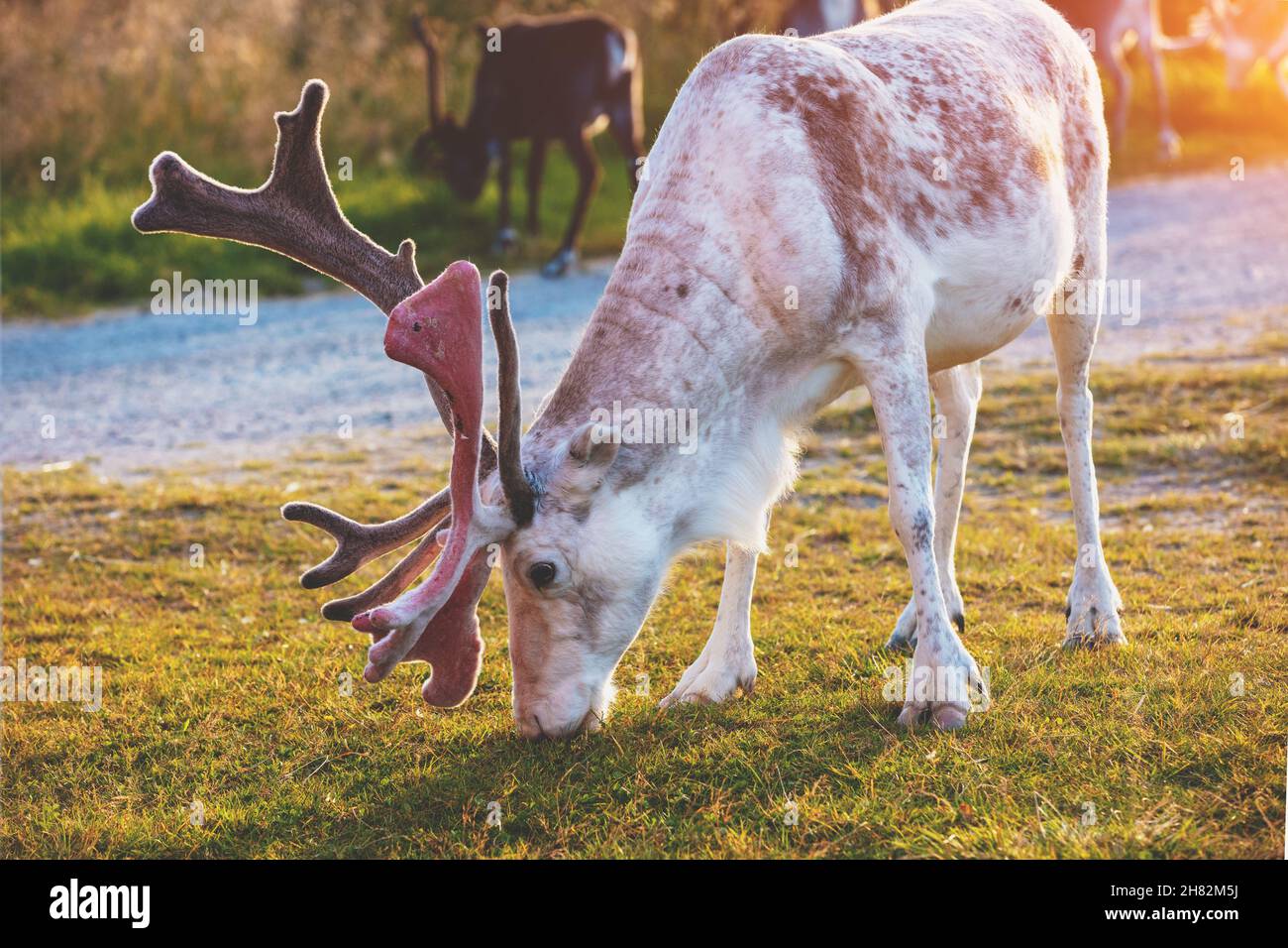 Lapland norway reindeer hi-res stock photography and images - Alamy