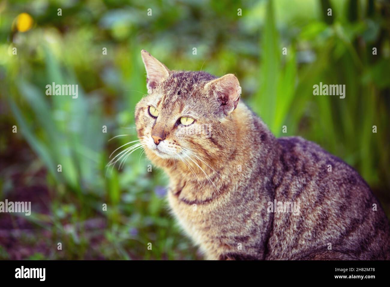 Cute adult cat hi-res stock photography and images - Alamy