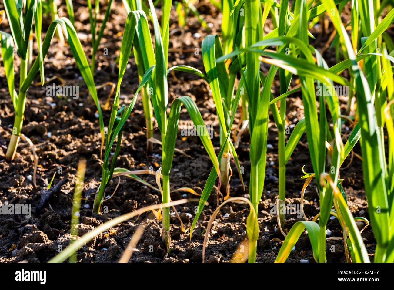 Closeup of spring onions growing in a farm field under the sunlight ...