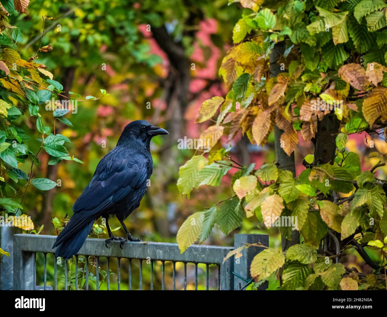 Metallic bird feathers hi-res stock photography and images - Alamy
