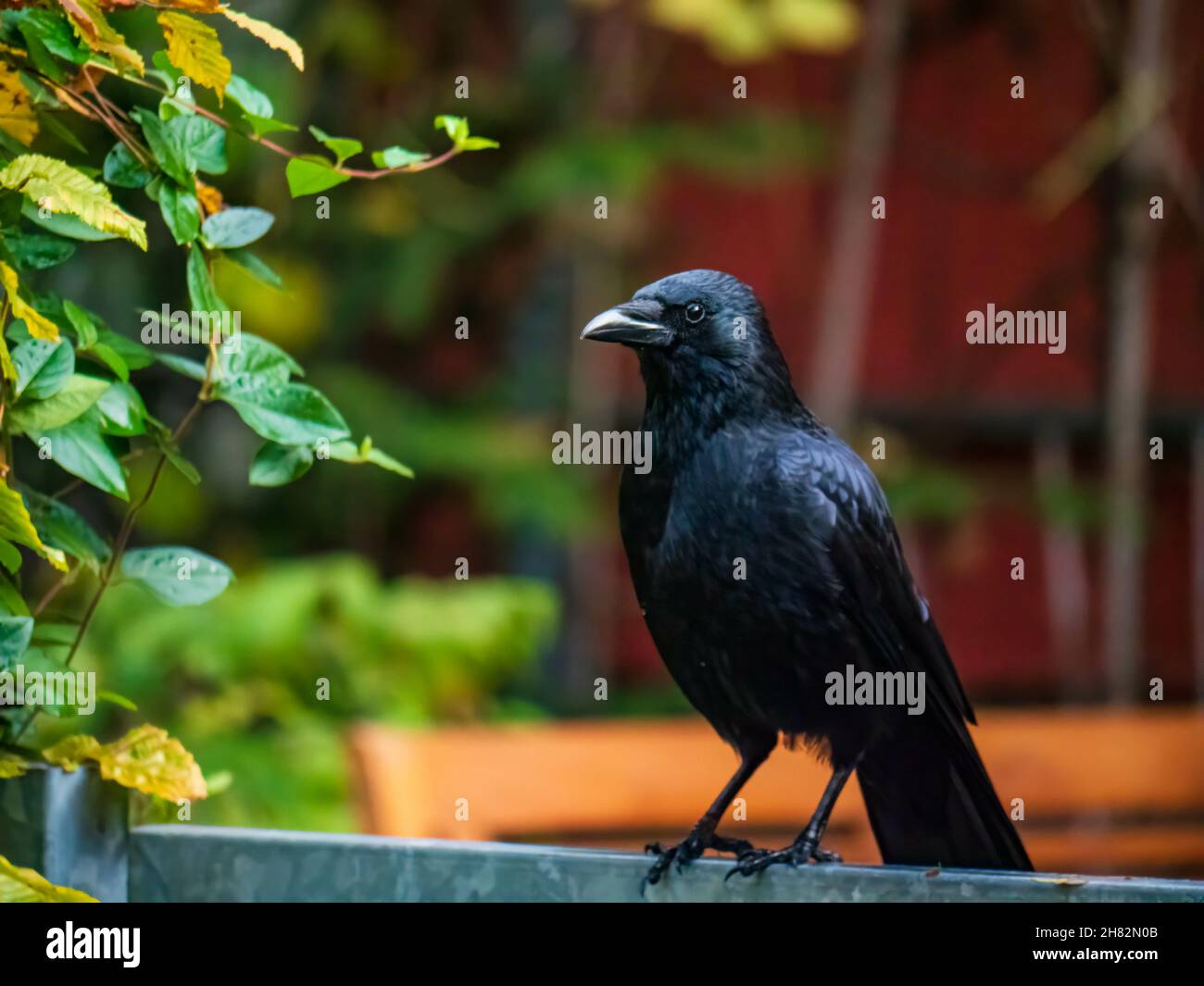 Metallic bird feathers hi-res stock photography and images - Alamy