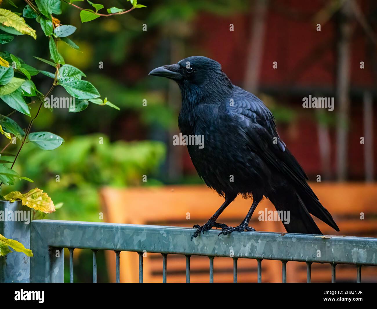 Metallic black beak hi-res stock photography and images - Alamy
